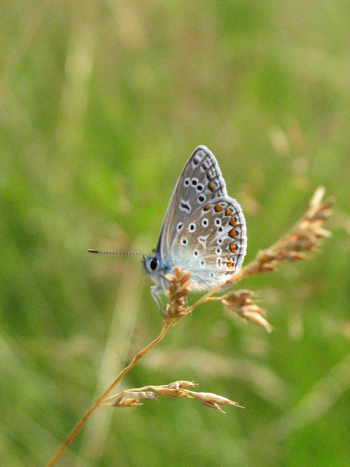 Home - Hampton Heath Friends